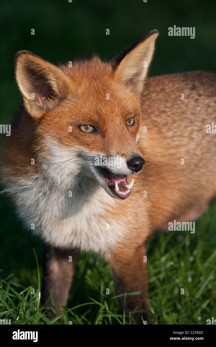 Red fox head and shoulders hi-res stock photography and images - Alamy