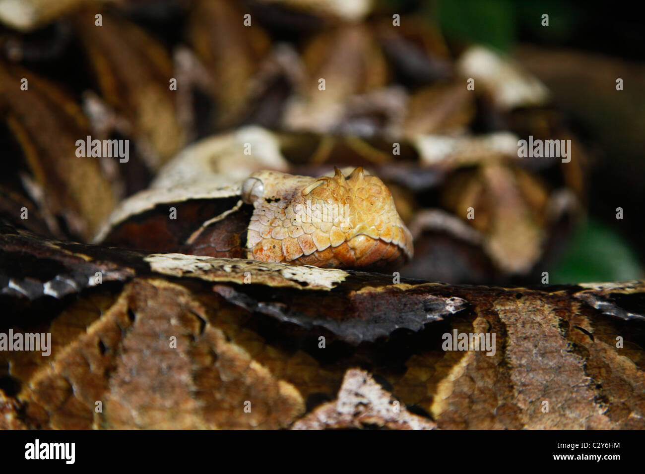Bitis gabonica snake most commonly known as the Gaboon viper, Africa ...