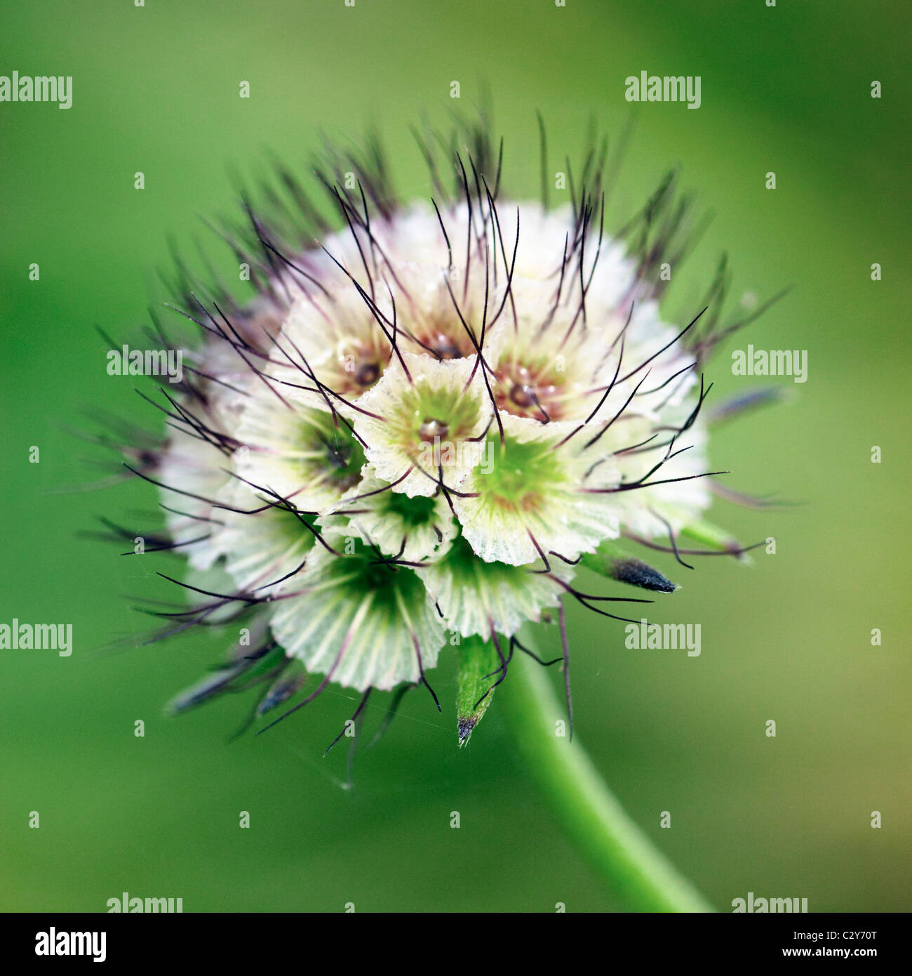 Scabious Paper Moon Stock Photo - Alamy