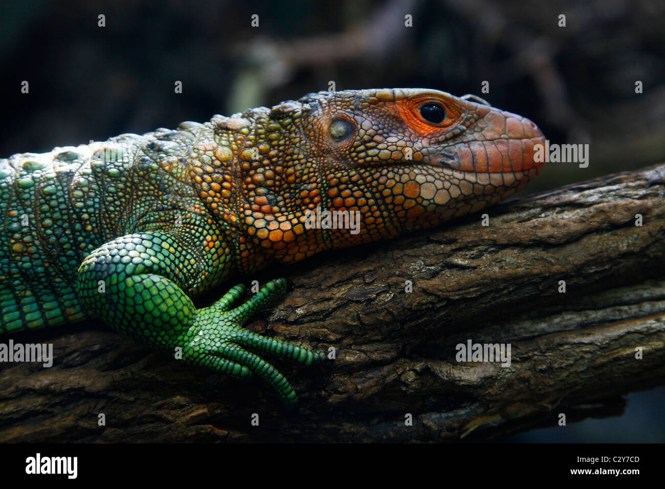 Northern caiman lizard also called Dracoena Guianensis" lizard Peru ...