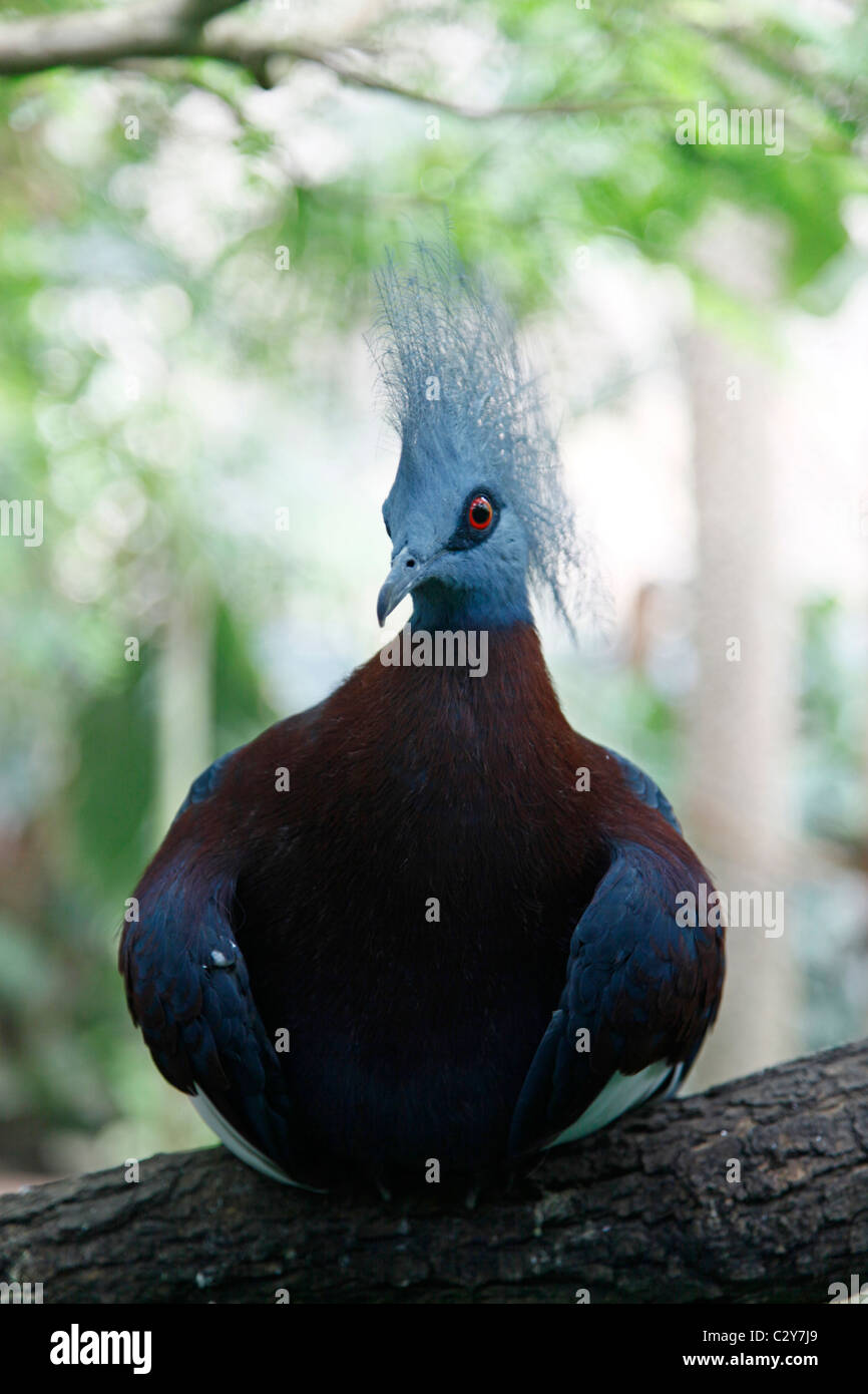 The Southern Crowned Pigeon, Goura scheepmakeri, New Guinea Stock Photo ...