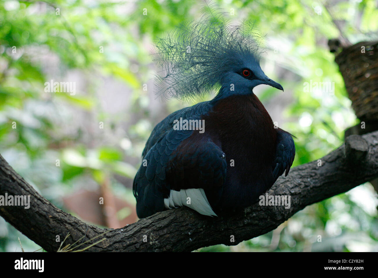 The Southern Crowned Pigeon, Goura scheepmakeri, New Guinea Stock Photo ...