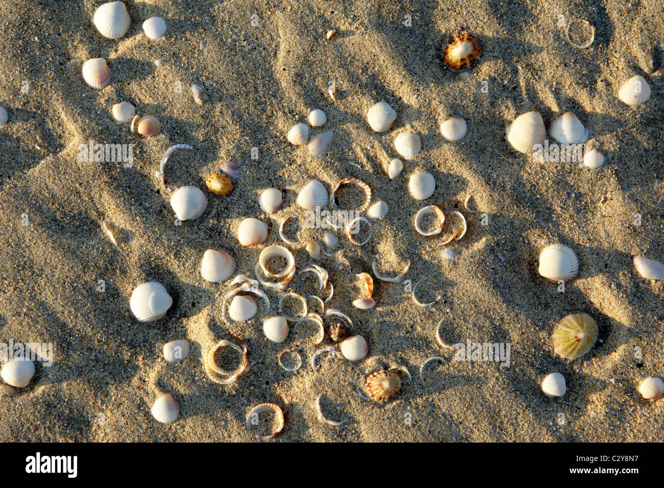 Sea shells on the beach at Luskentyre, Isle of Harris Stock Photo - Alamy