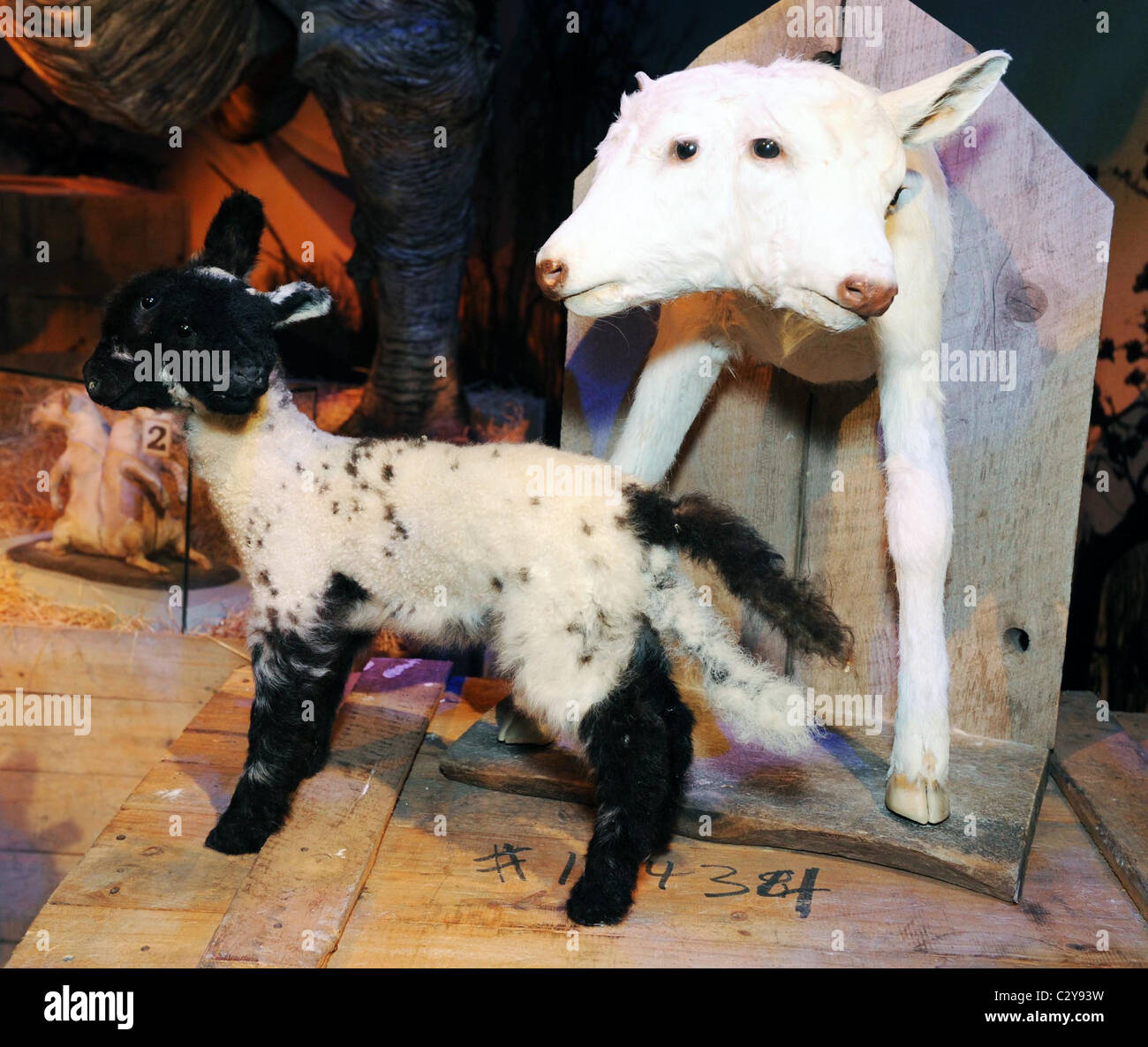 2 headed calf and lamb on display at the 'Ripley's Believe It or Not ...