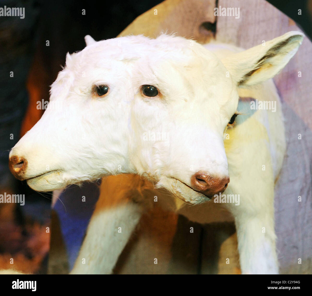 2 headed lamb on display at the 'Ripley's Believe It or Not ...