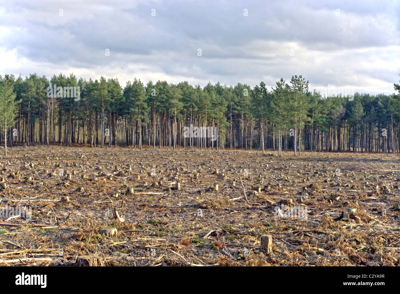 Open clearing hi-res stock photography and images - Alamy