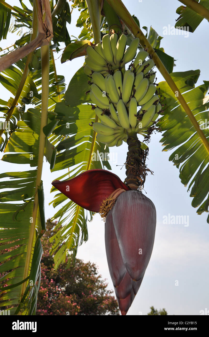 Banana tree, bananas growing on tree Stock Photo - Alamy