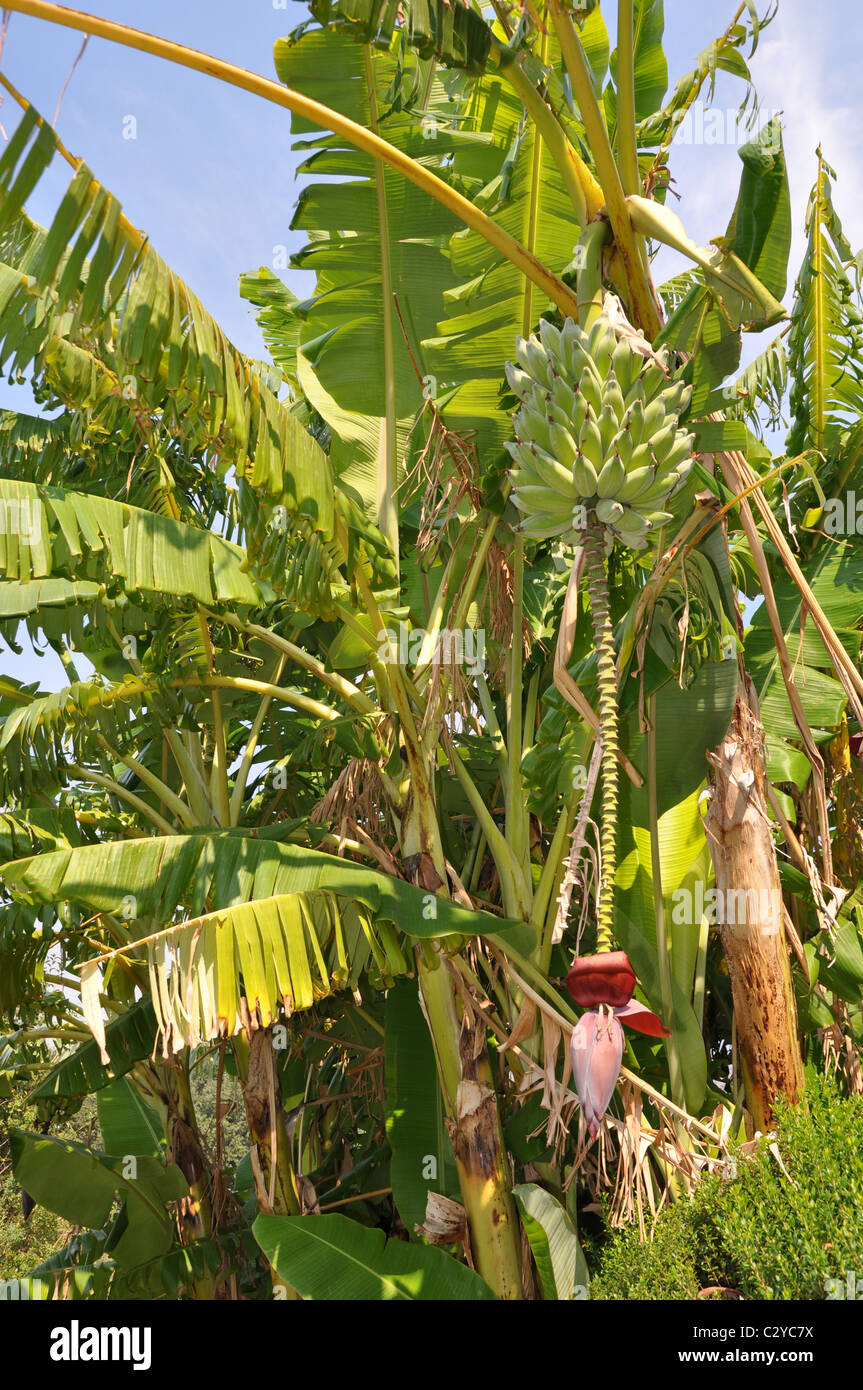 Banana tree, bananas growing on tree Stock Photo - Alamy