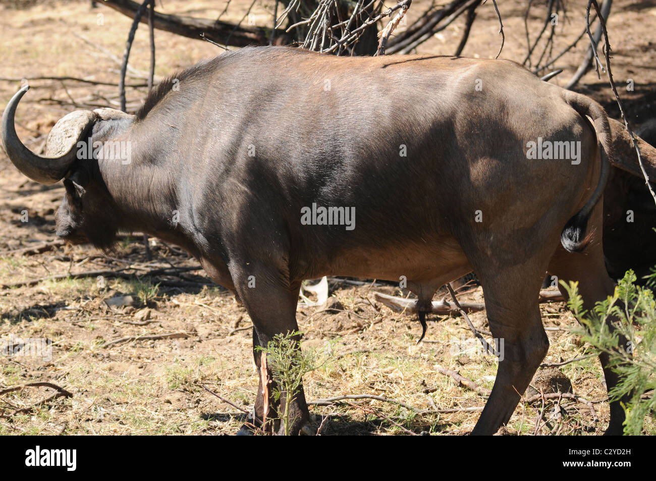 African Buffalo in Western Cape, South Africa Stock Photo - Alamy