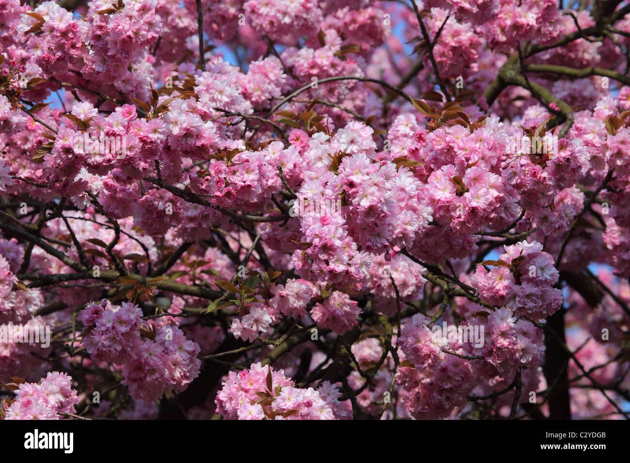 Vibrant cherry blossom tree hi-res stock photography and images - Alamy