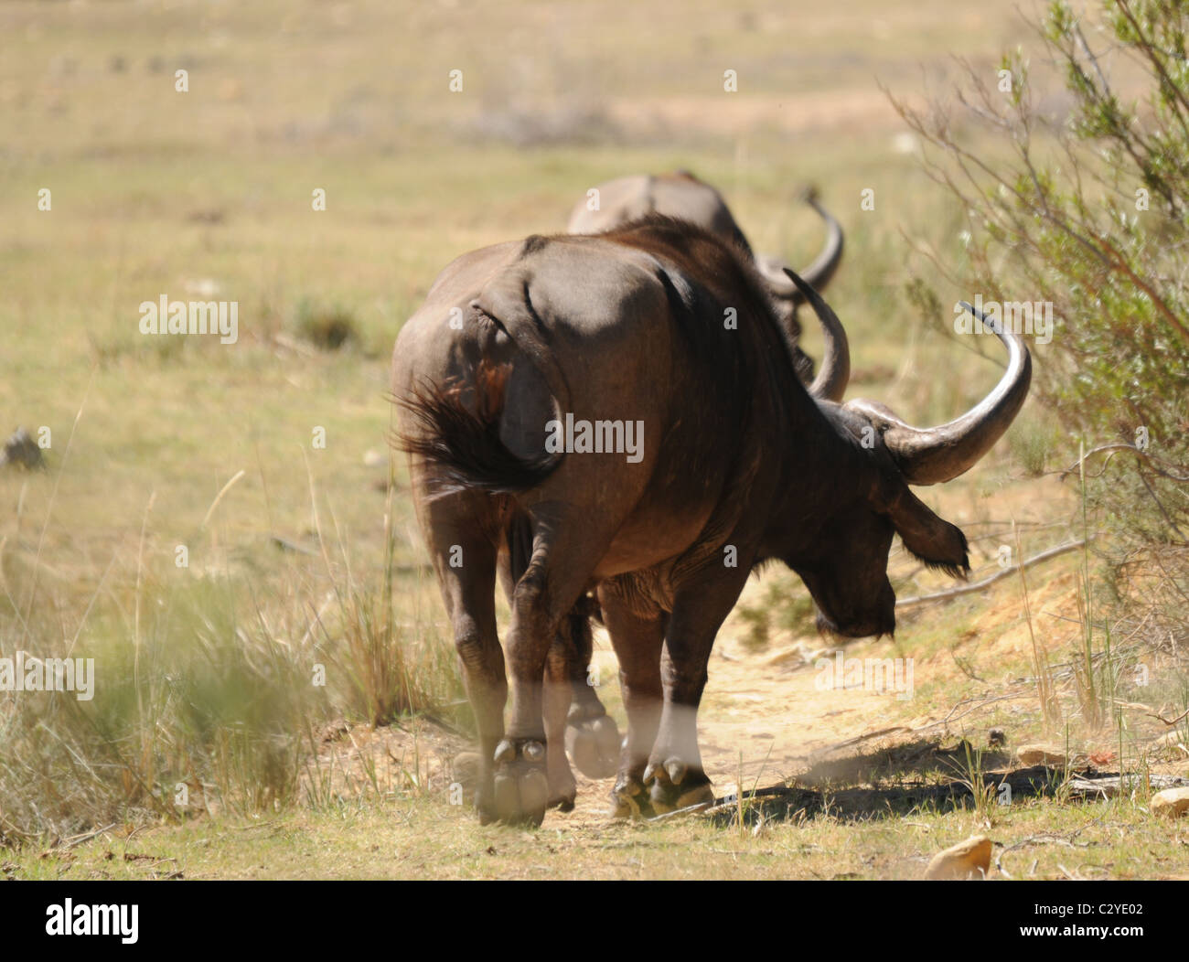In western hi-res stock photography and images - Alamy