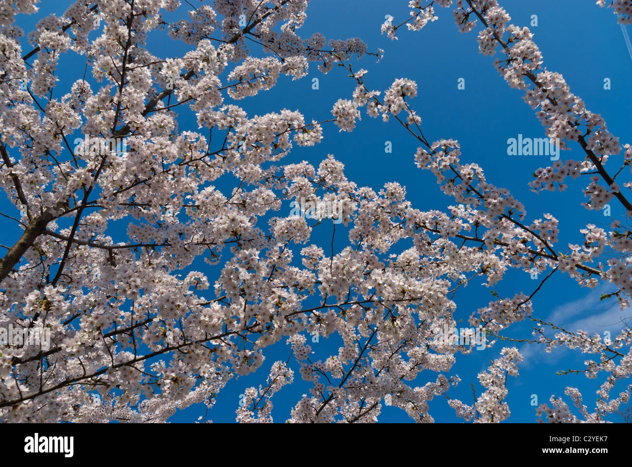 sea turquoise blue background copyspace water horizon sky adriatic ...