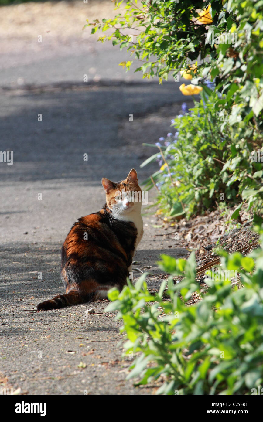 Tortoiseshell cat hi-res stock photography and images - Alamy