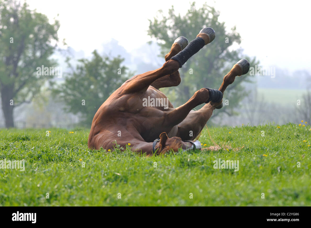 Horse rolling on its back Stock Photo - Alamy
