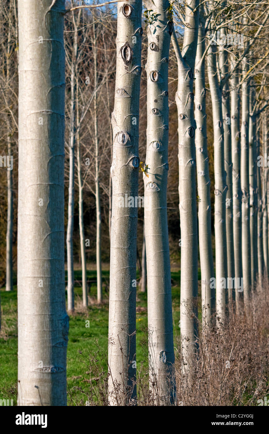 Poplar tree line hi-res stock photography and images - Alamy