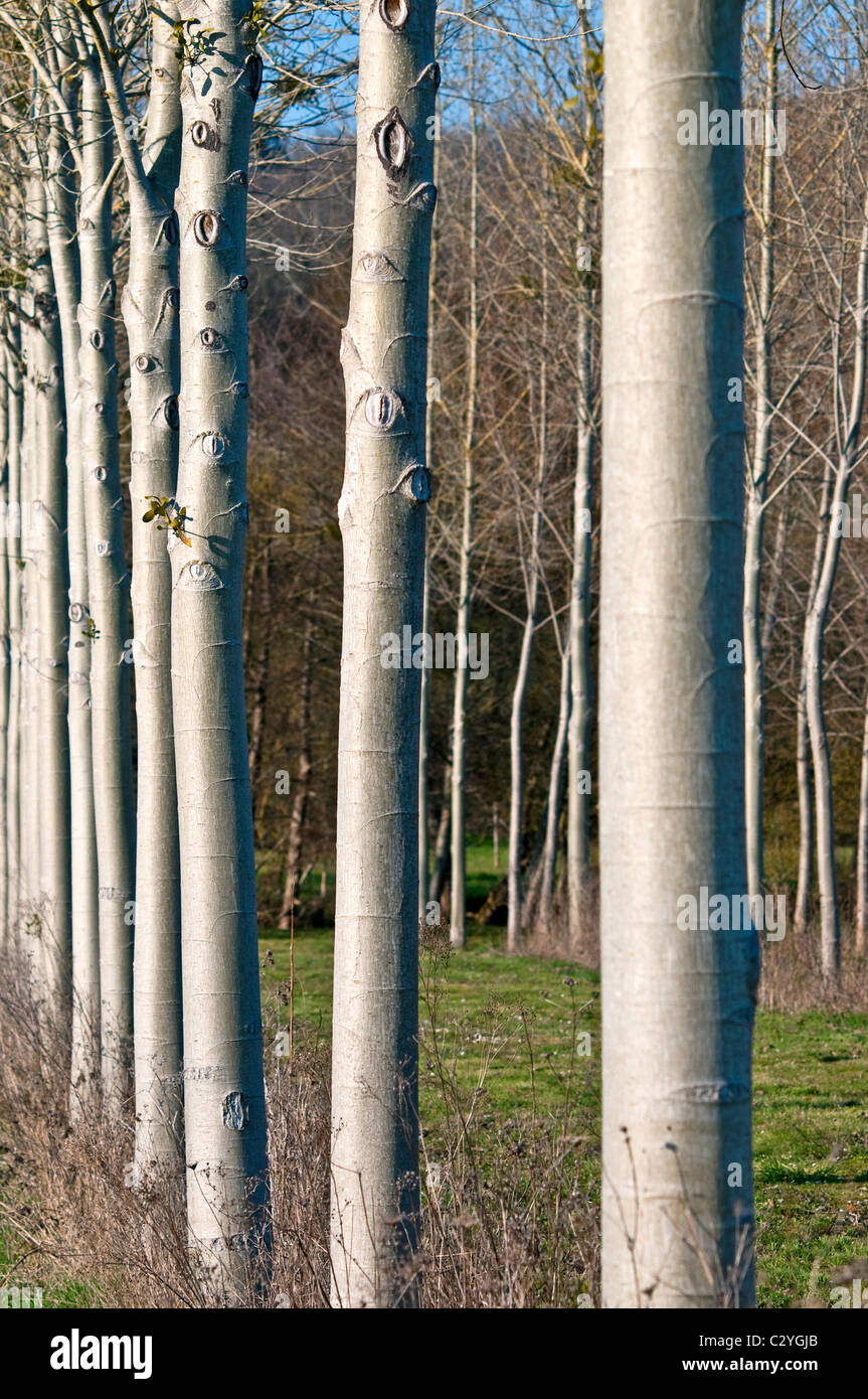 Line of young Poplar tree trunks - France Stock Photo - Alamy