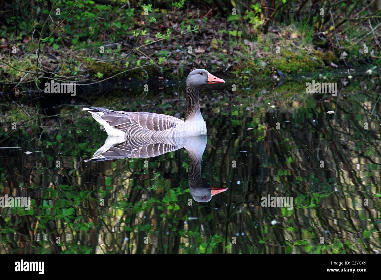Greylag goose reflection Stock Photo - Alamy