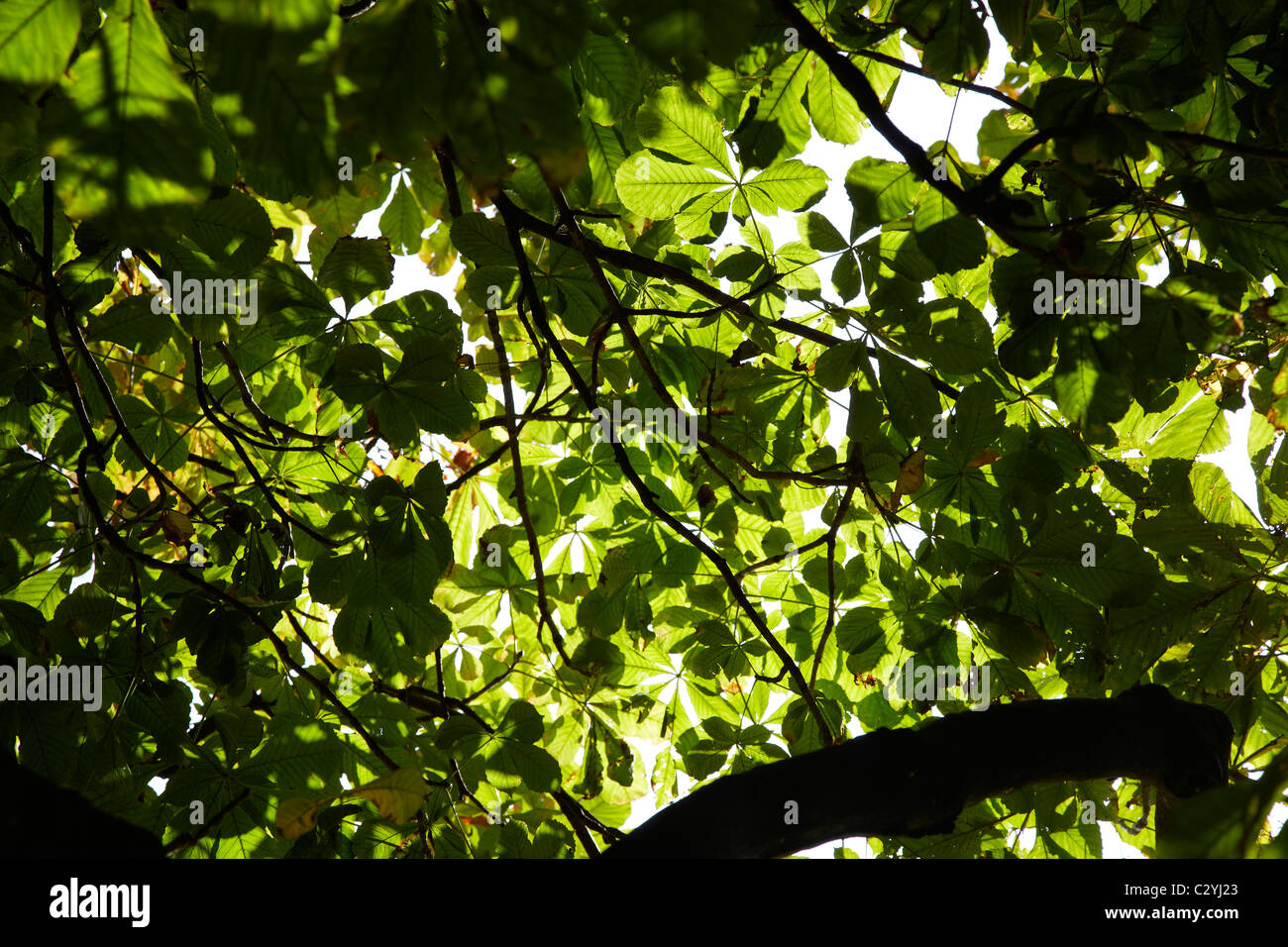 Leafy overhanging branch hi-res stock photography and images - Alamy
