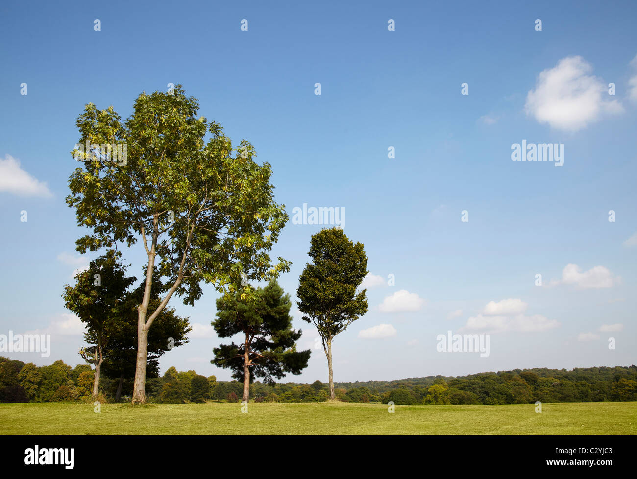 Big Tree Little Tree Backgrounds