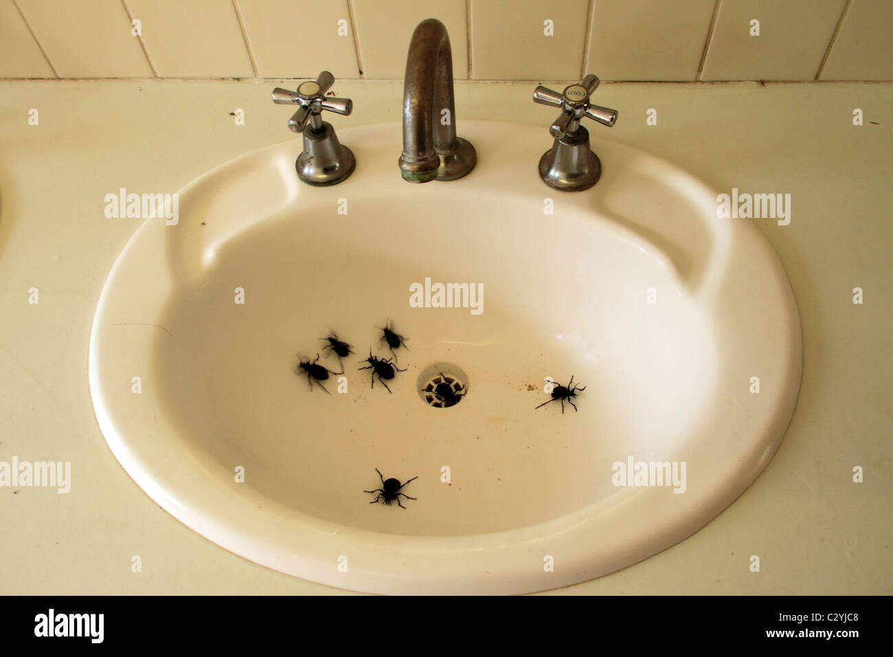 Australian beetles hi-res stock photography and images - Alamy