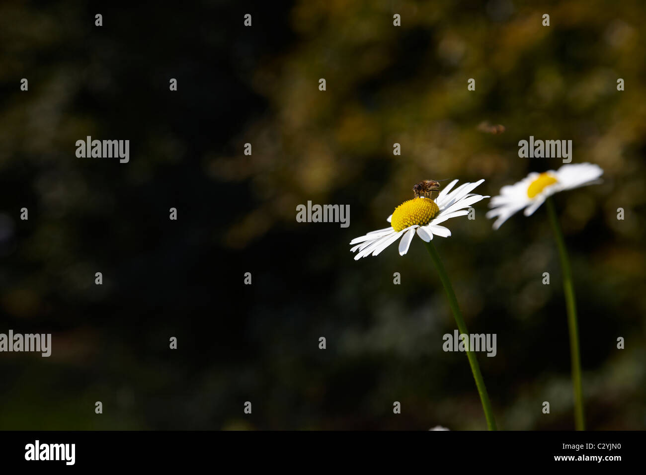 Grass kept long hi-res stock photography and images - Alamy