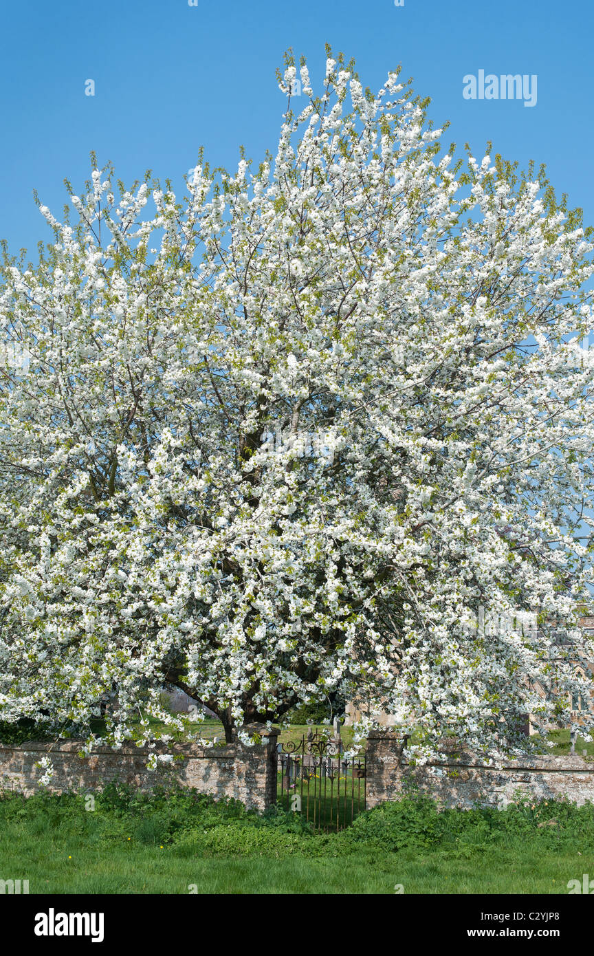 Historic english tree hi-res stock photography and images - Alamy