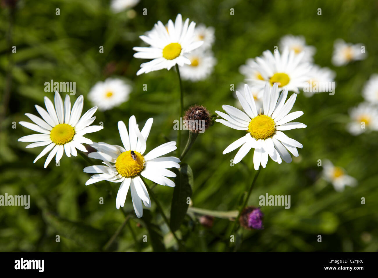 Grass insects hi-res stock photography and images - Alamy