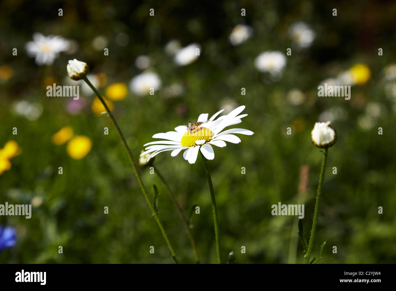 Grass kept long hi-res stock photography and images - Alamy