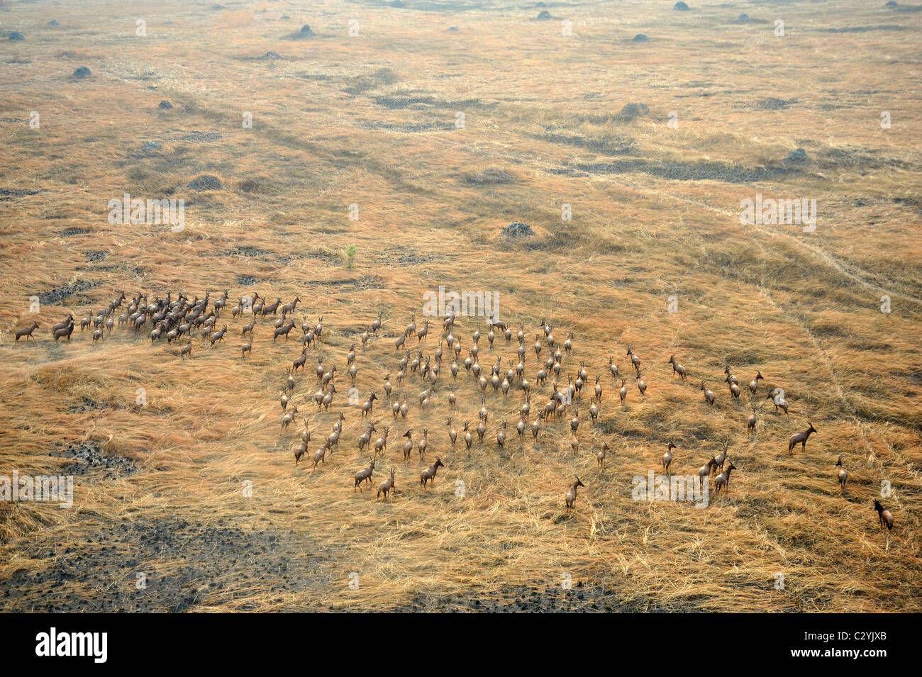 Tiang antelope hi-res stock photography and images - Alamy