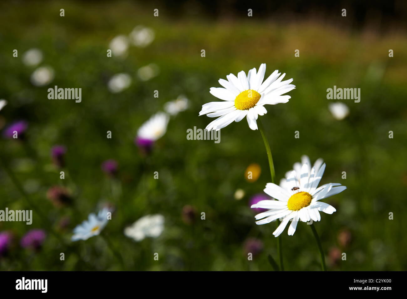 chrysanthemum's shot outdoors in long green grass insects fly about and ...