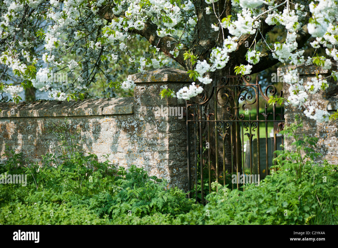 Flowering cherry tree in front of wrought iron gates. St Andrews church ...