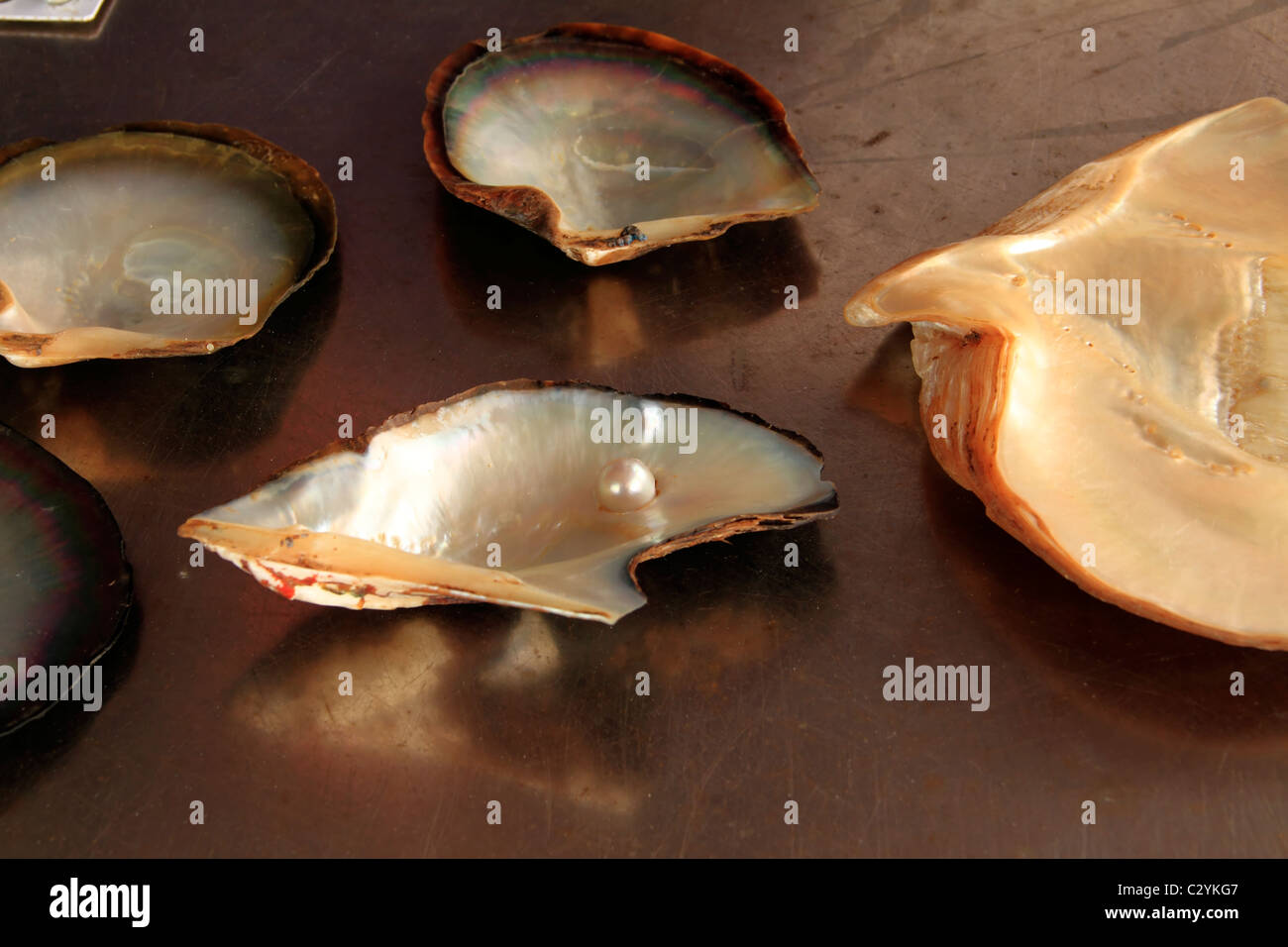Australian oyster in shell hi-res stock photography and images - Alamy