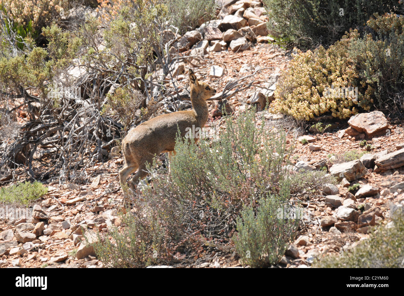 Klipspringer south africa hi-res stock photography and images - Alamy