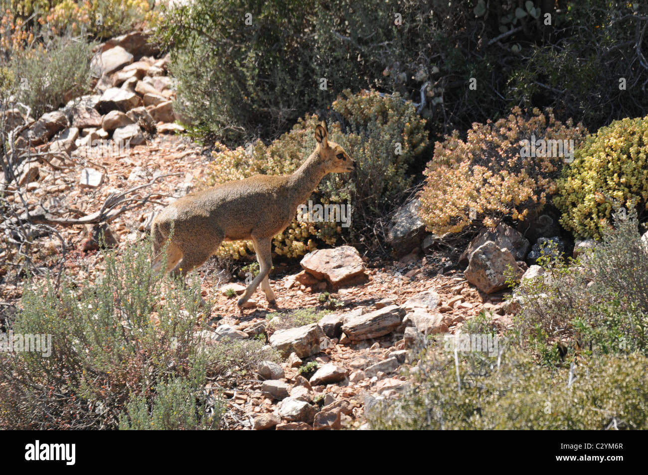 Klipspringer hi-res stock photography and images - Alamy