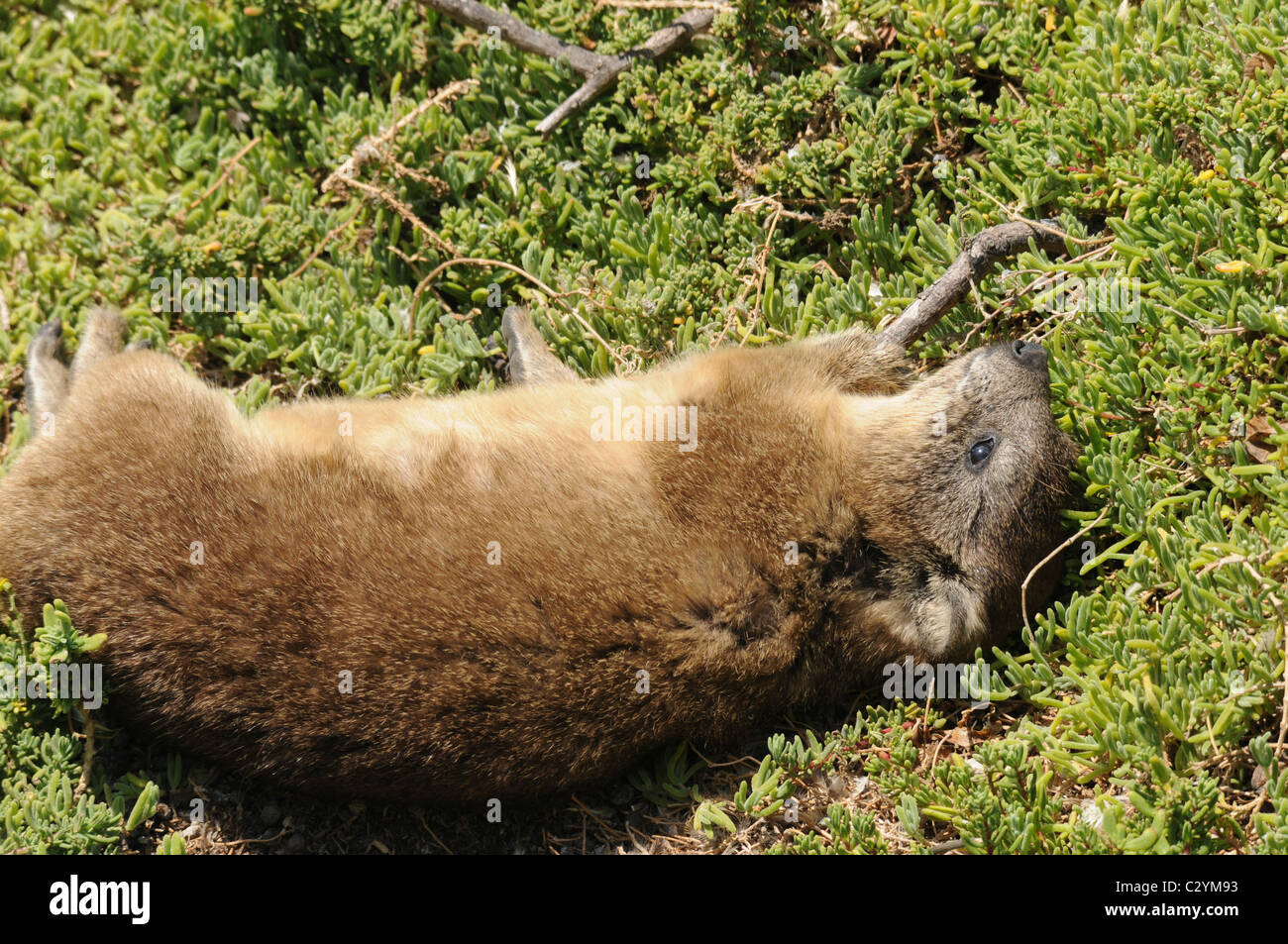 Dassies, Rock Hyrax, rock rabbits Stock Photo - Alamy