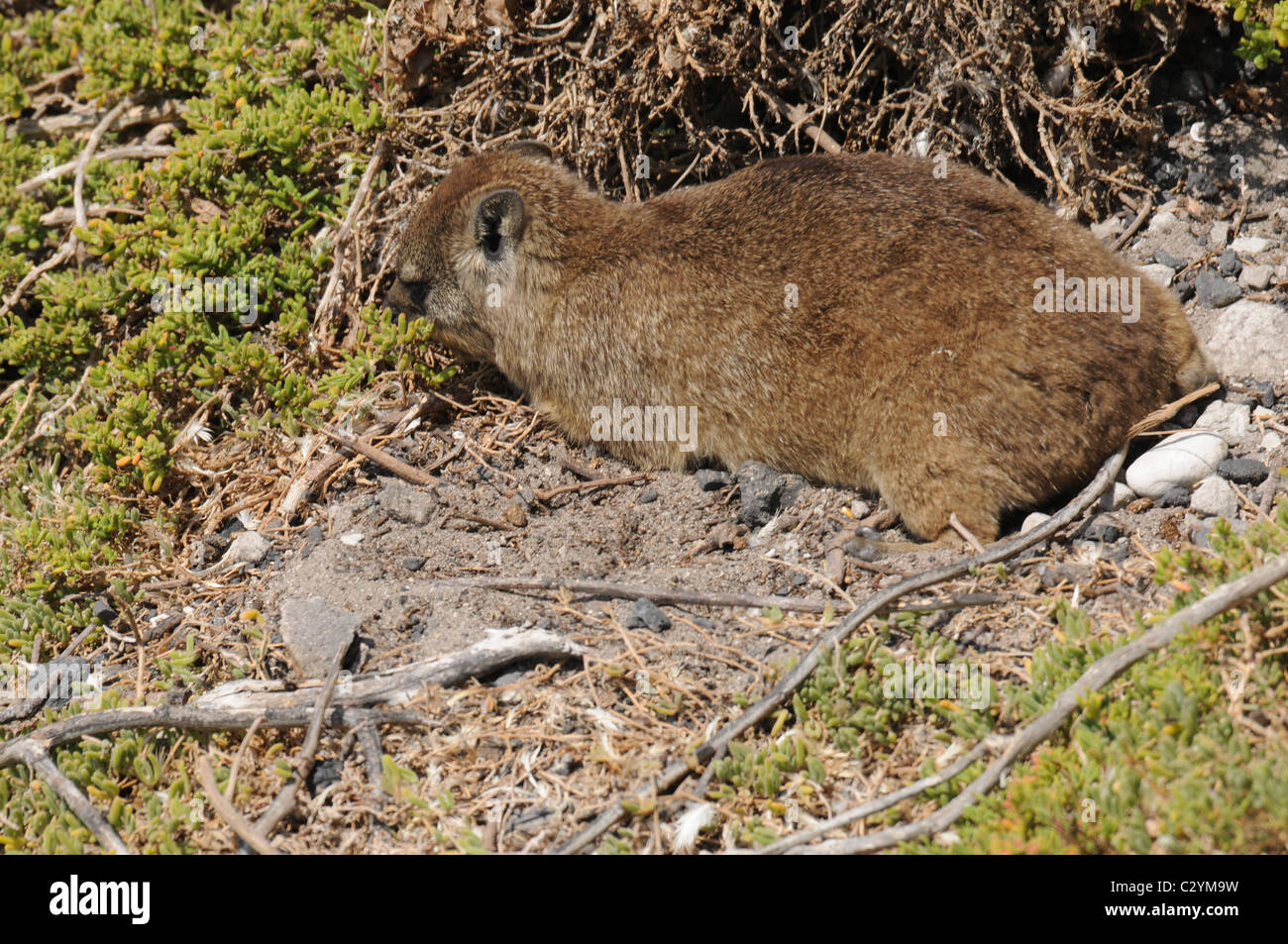 Dassies, Rock Hyrax, rock rabbits Stock Photo - Alamy