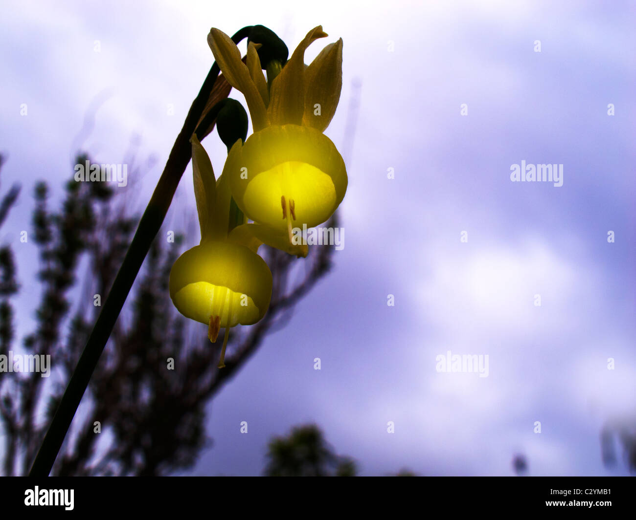 Bell flower border hi-res stock photography and images - Alamy