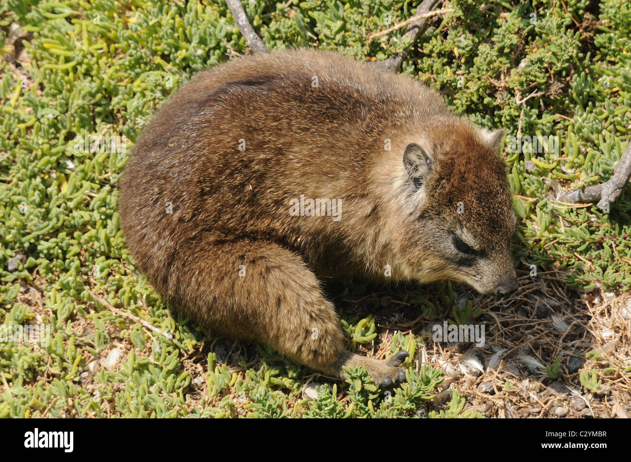 Dassies, Rock Hyrax, rock rabbits Stock Photo - Alamy