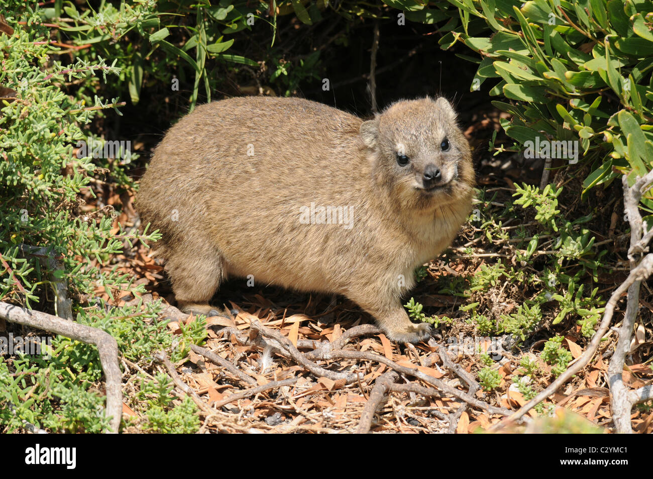 Rock Rabbits High Resolution Stock Photography and Images - Alamy