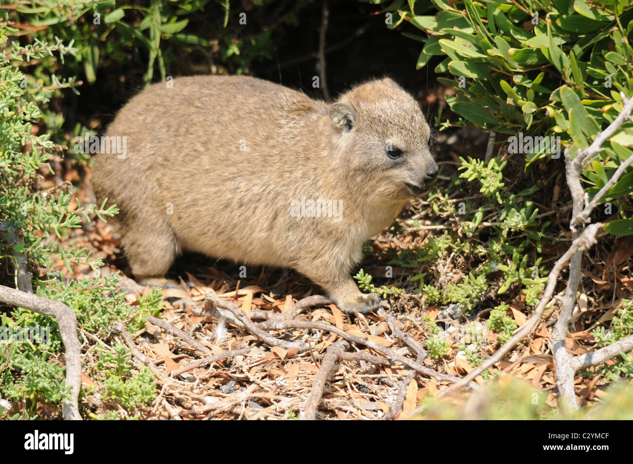 Dassies, Rock Hyrax, rock rabbits Stock Photo - Alamy