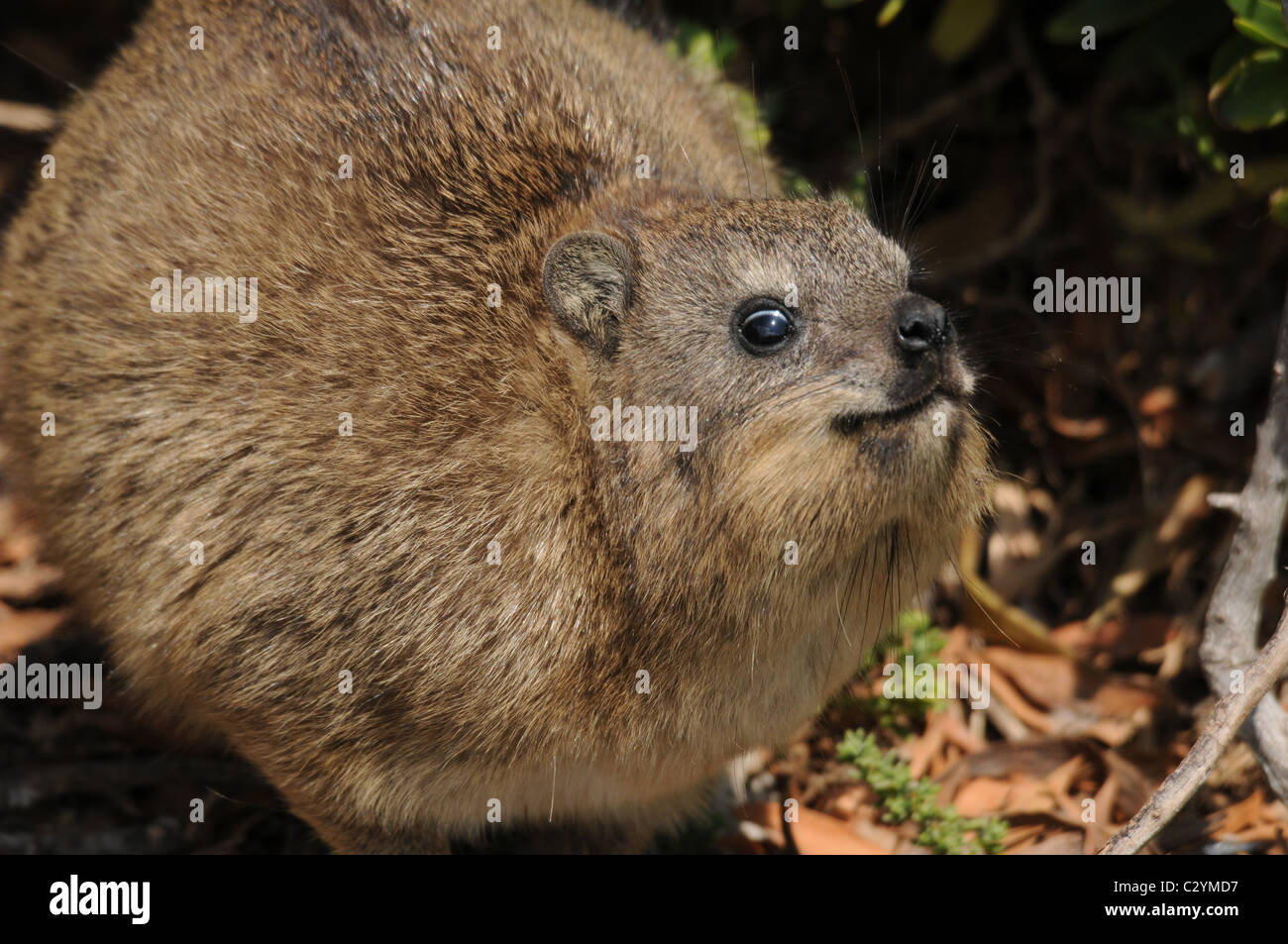Dassies, Rock Hyrax, rock rabbits Stock Photo - Alamy