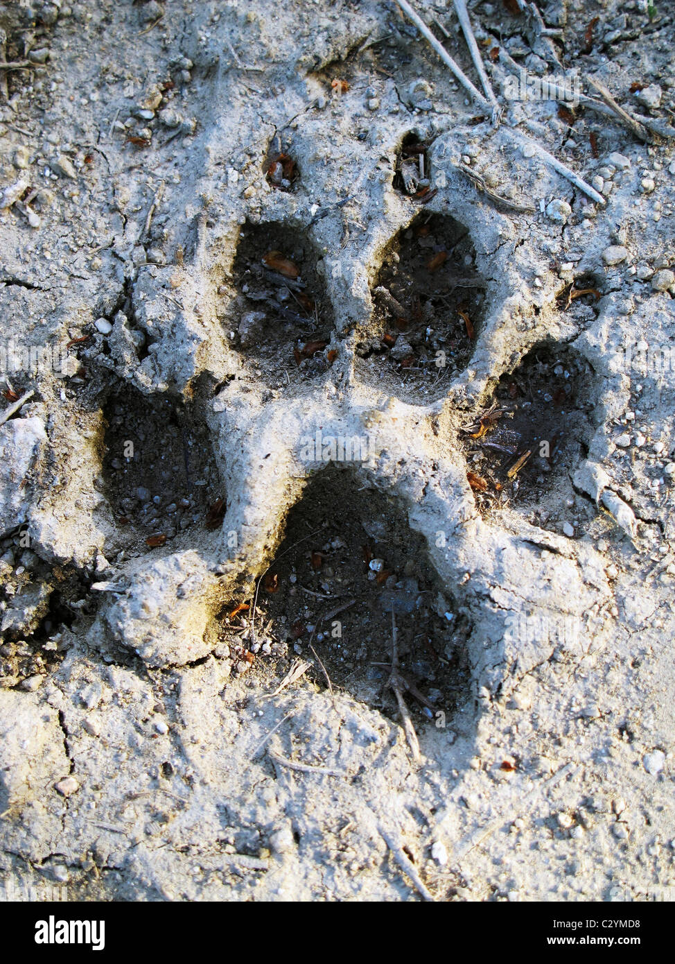 Mark of wolf in the mud in the way Stock Photo - Alamy