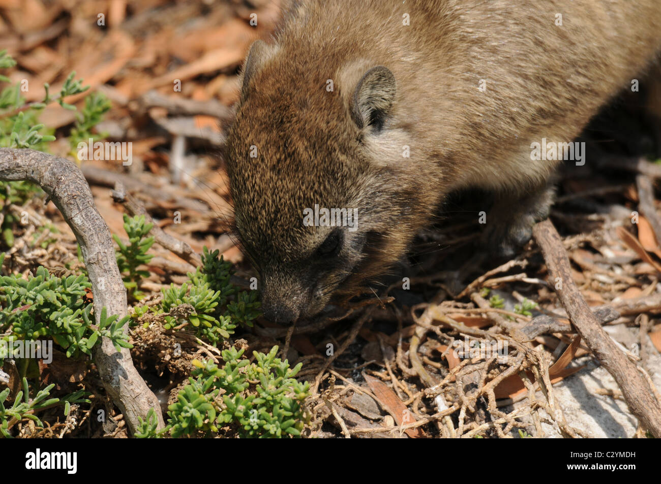 Rock Rabbits High Resolution Stock Photography and Images - Alamy