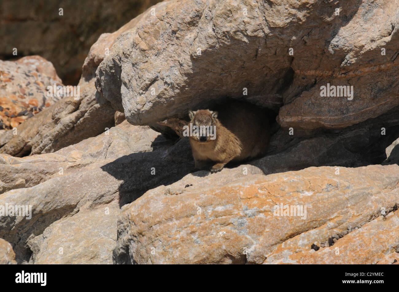 Dassies, Rock Hyrax, rock rabbits Stock Photo - Alamy