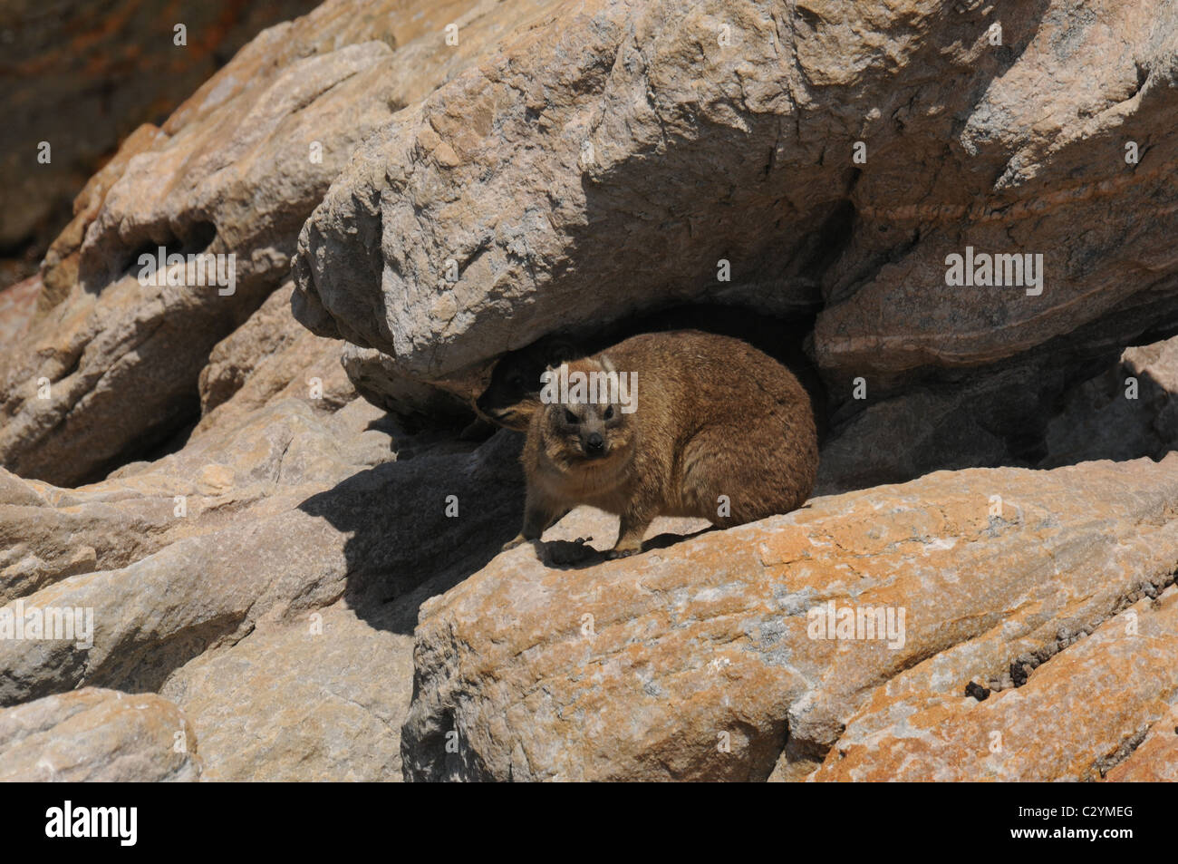 Rock hyrax hi-res stock photography and images - Alamy