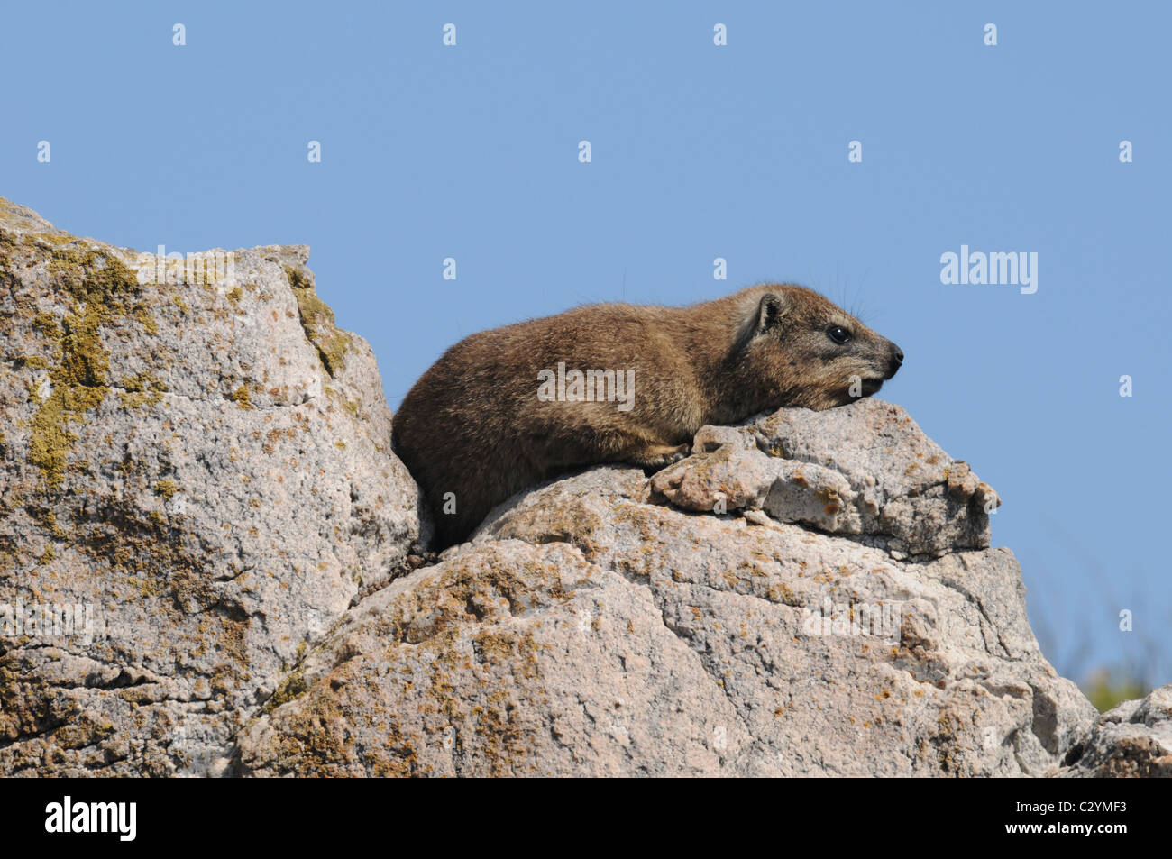 Dassies, Rock Hyrax, rock rabbits Stock Photo - Alamy