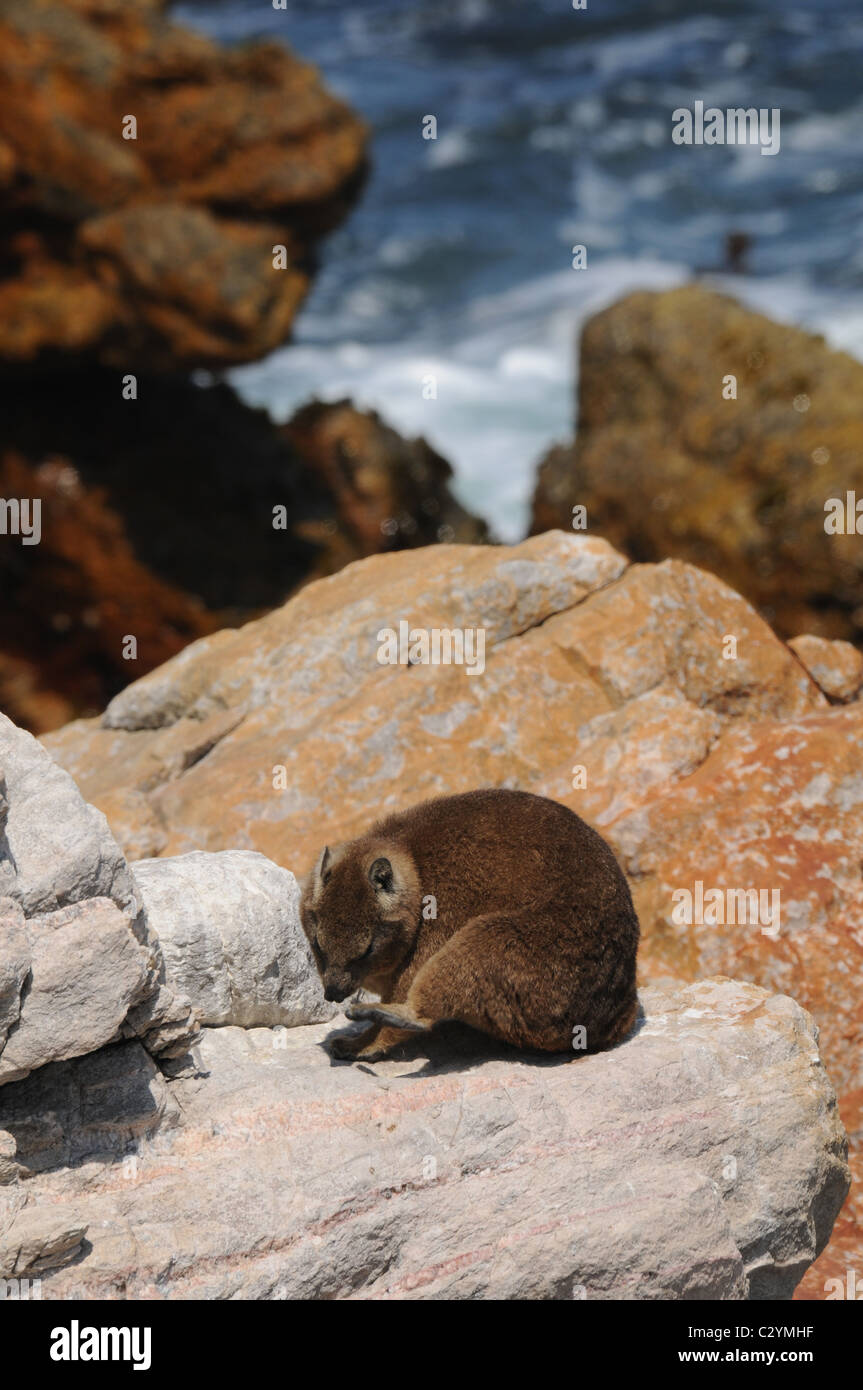 Dassies, Rock Hyrax, rock rabbits Stock Photo - Alamy