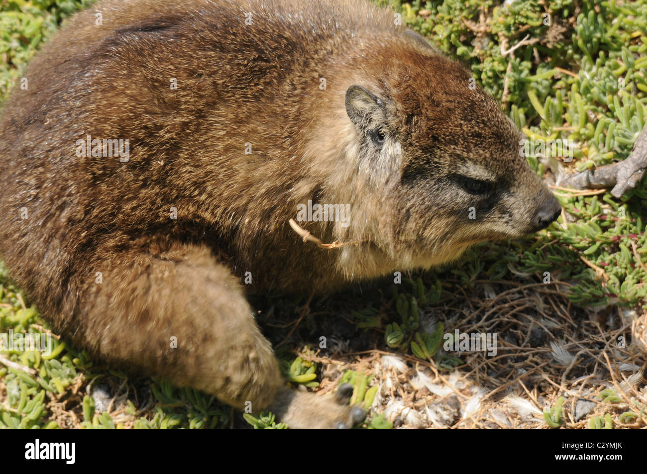 Rock rabbits hi-res stock photography and images - Alamy