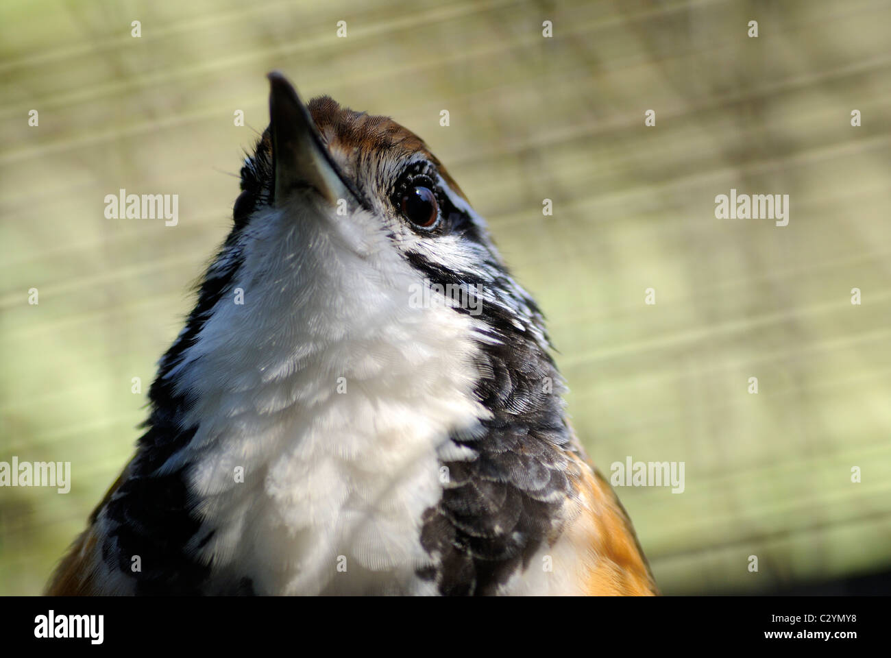 Greater Necklaced Laughing Thrush Stock Photo - Alamy