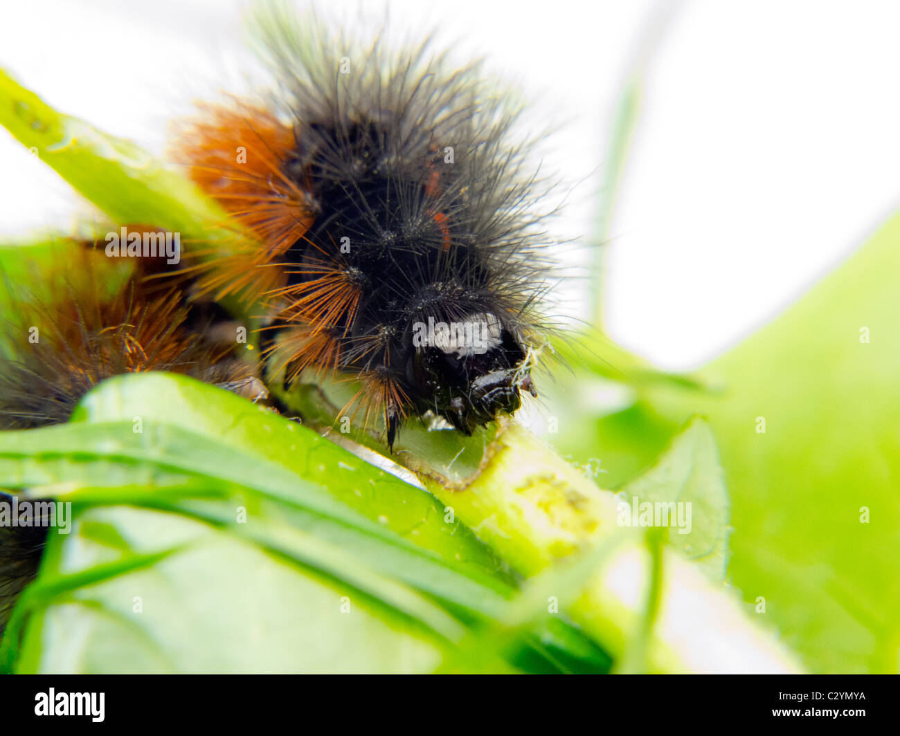 Black red caterpillar hi-res stock photography and images - Alamy
